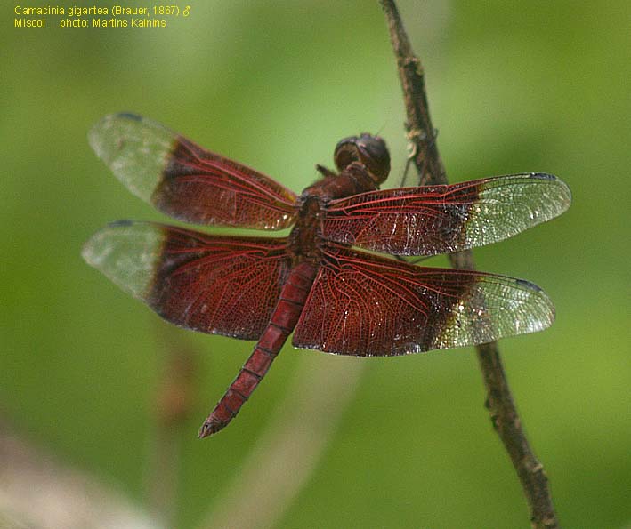 Papua Insects Foundation (Odonata/Anisoptera)